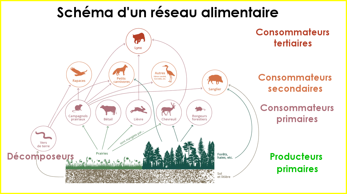 L'alimentation des animaux